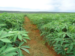 Cassava Programme – National Development Foundation